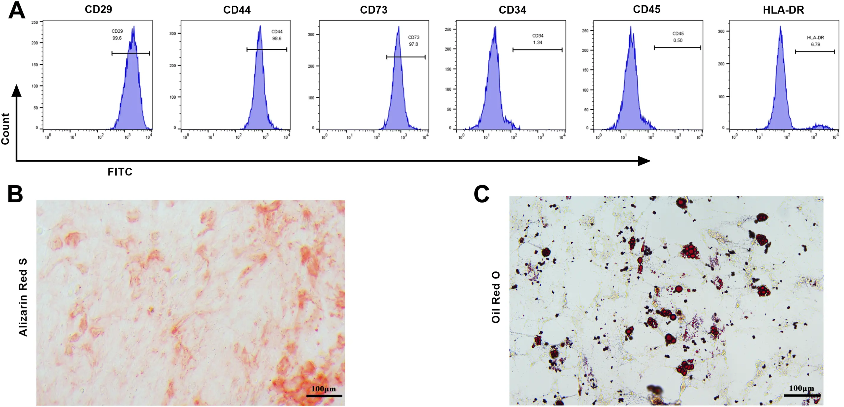 BIOCELL | Free Full-Text | BMP-2 Inhibits the Inflammatory Response and ...
