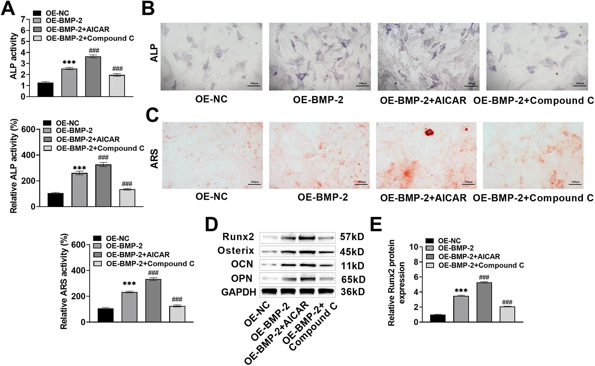 BIOCELL | Free Full-Text | BMP-2 Inhibits the Inflammatory Response and ...