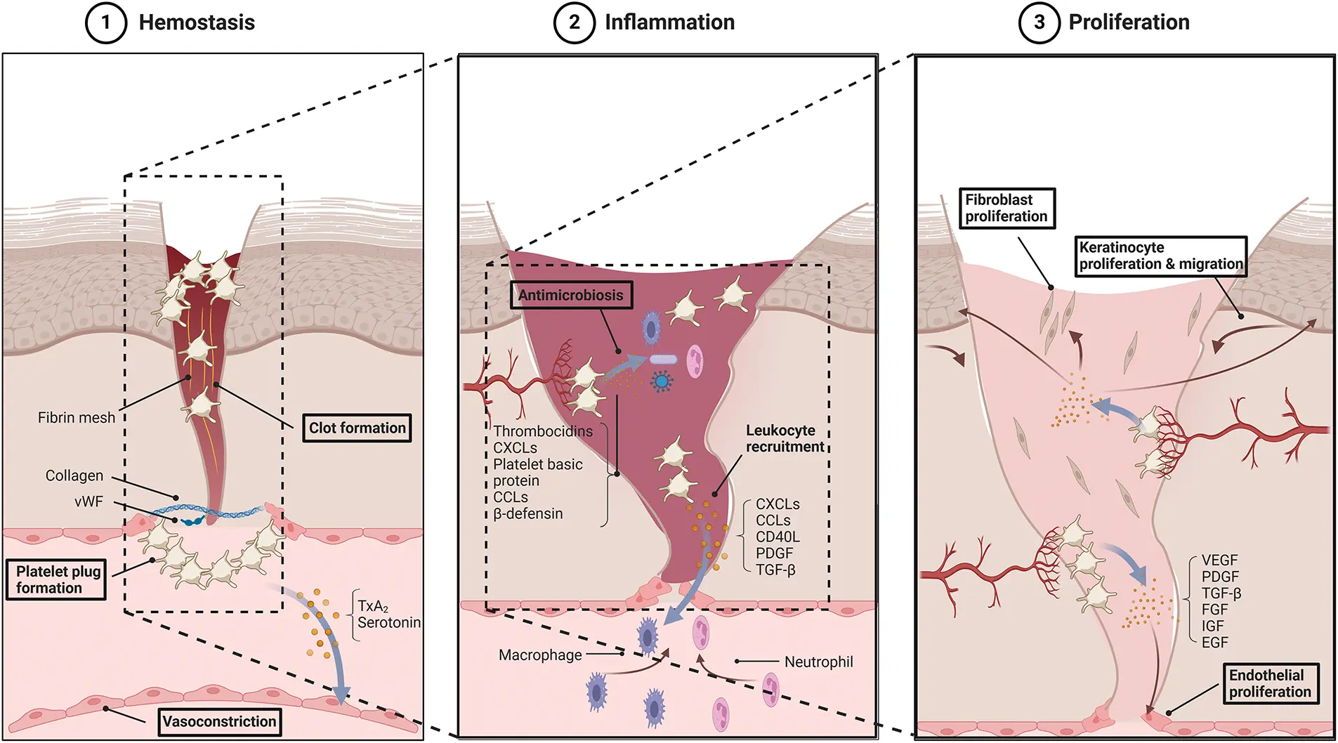 BIOCELL | Free Full-Text | Role of Platelet Derivatives and Their ...