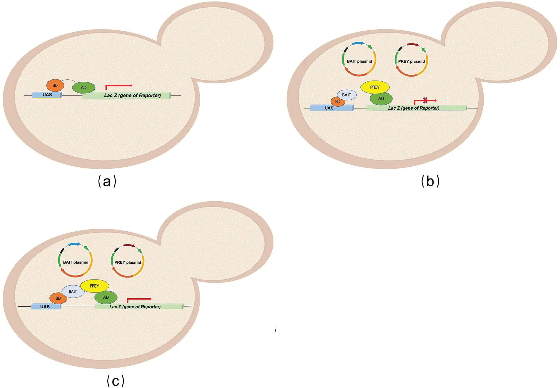 BIOCELL | Free Full-Text | From Model Organism to Pharmaceutical ...