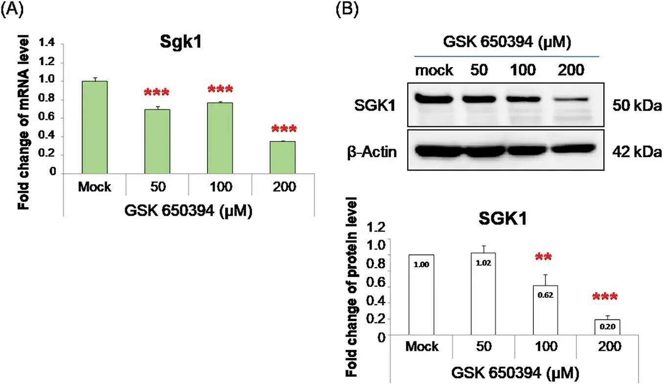BIOCELL | Free Full-Text | Exploring the Role of SGK1 in Kidney ...
