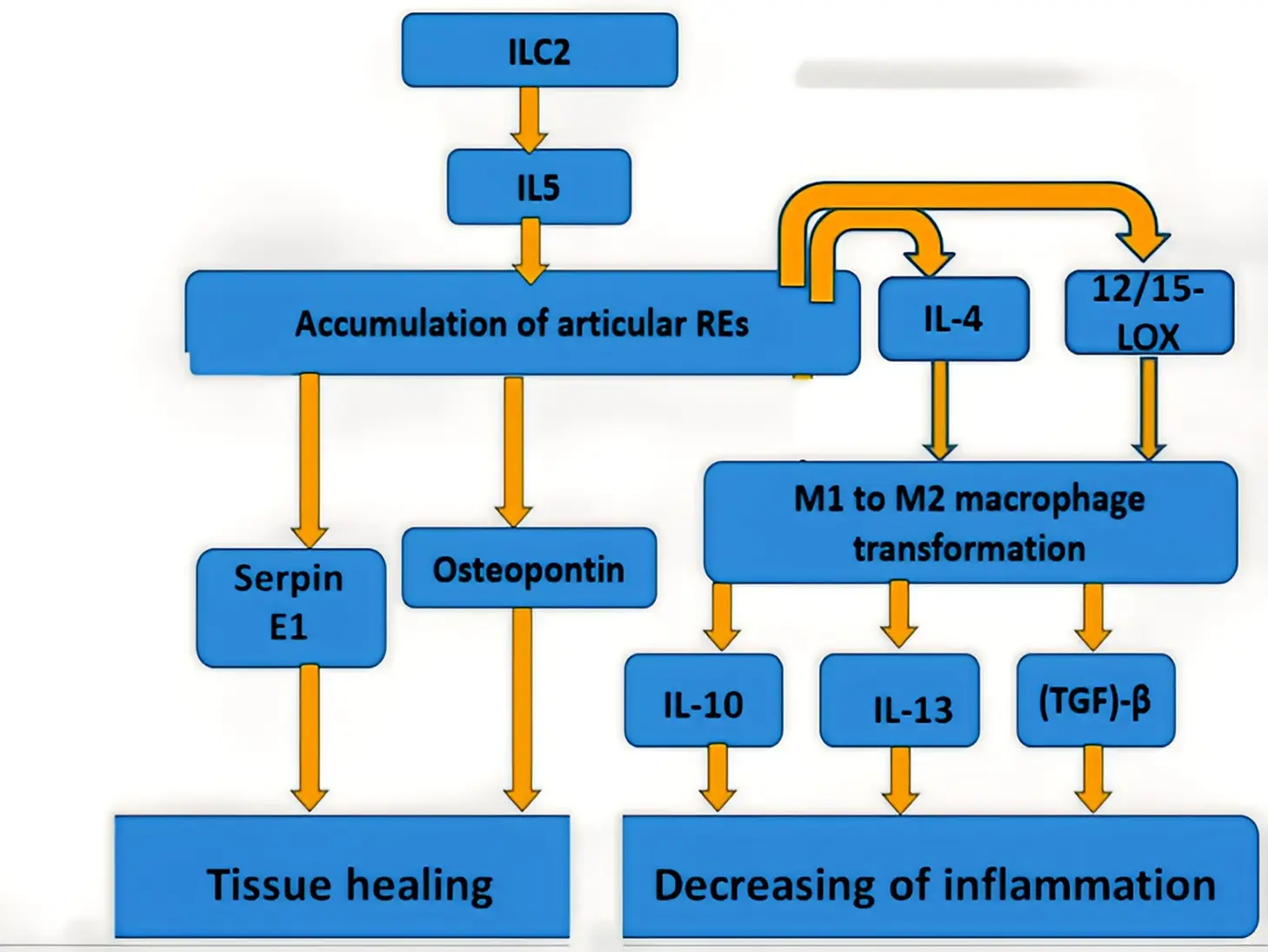 BIOCELL | Free Full-Text | Eosinophils in Rheumatoid Arthritis: A ...