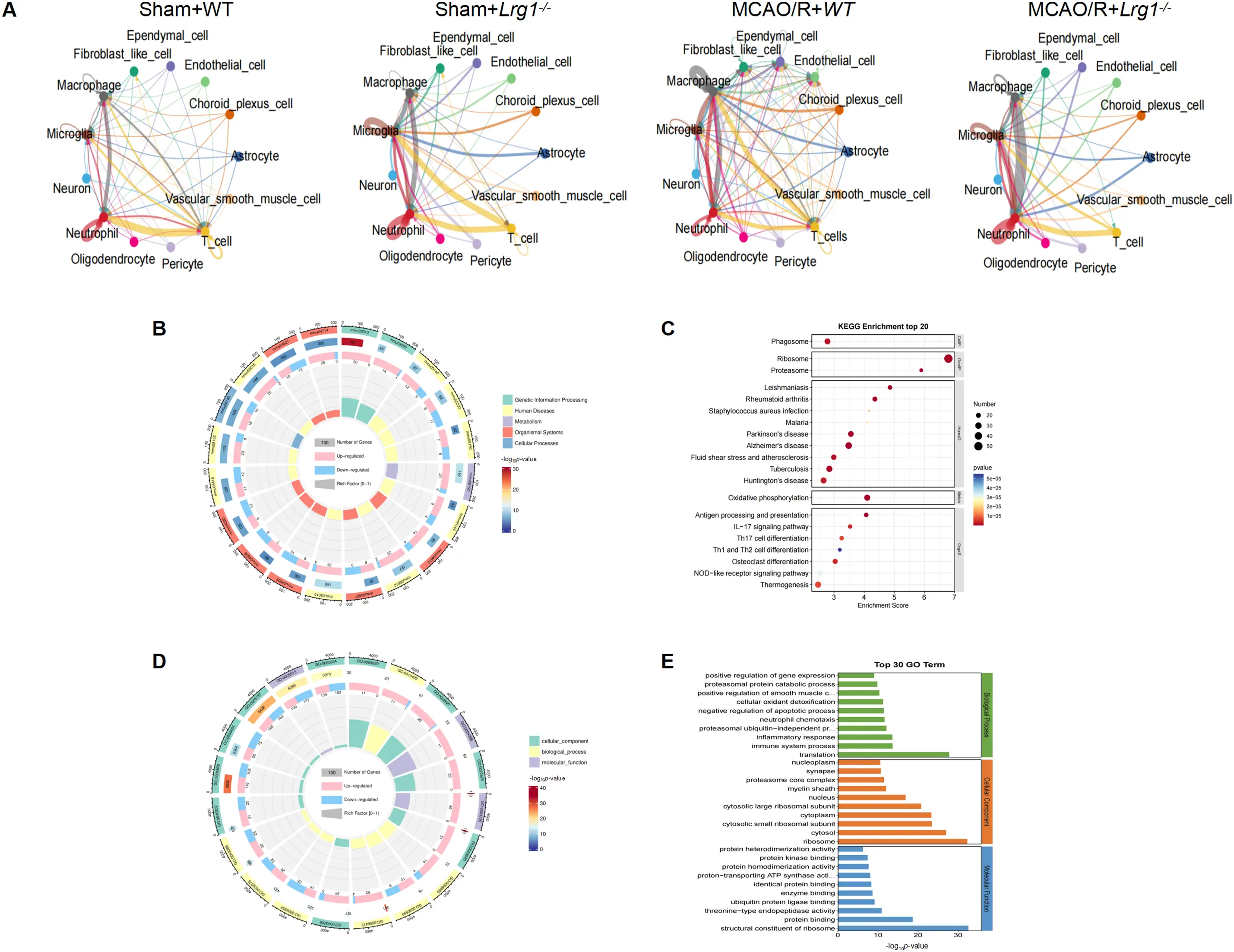 BIOCELL | Free Full-Text | ScRNA-seq and Experimental Analyses Unveil ...