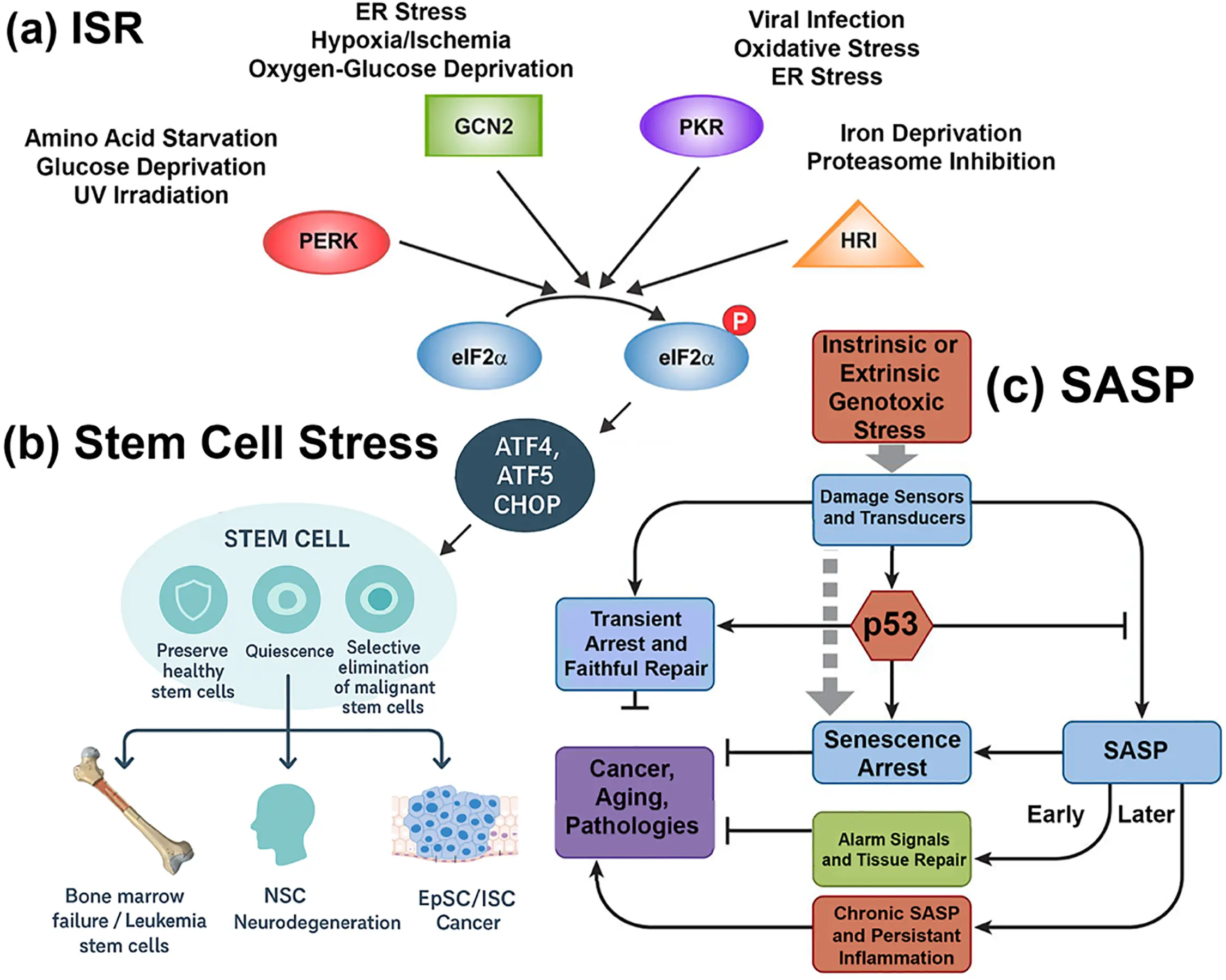BIOCELL | Free Full-Text | The Yin–Yang of Stress and Senescence ...