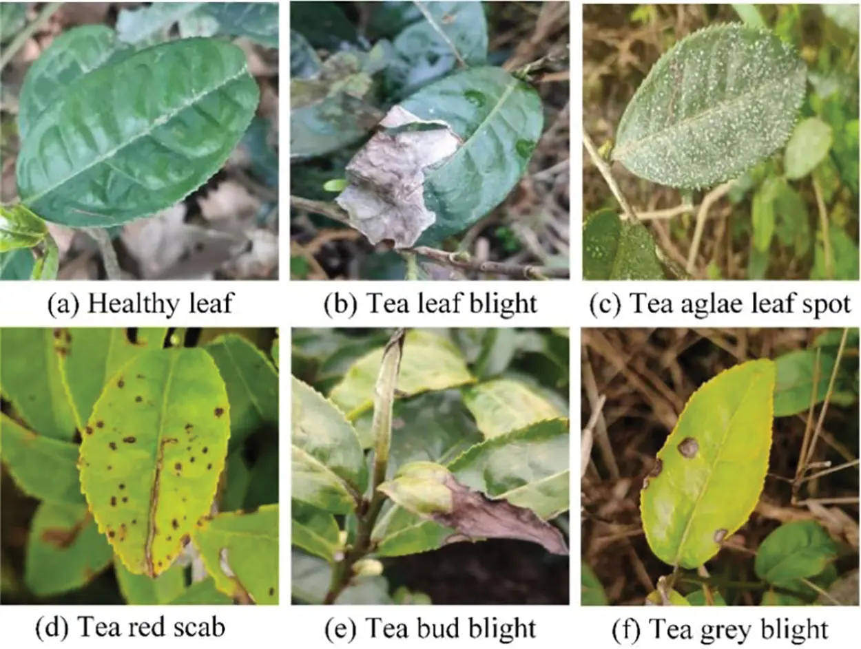 CMC | Free Full-Text | Enhancing Tea Leaf Disease Identification with Lightweight MobileNetV2