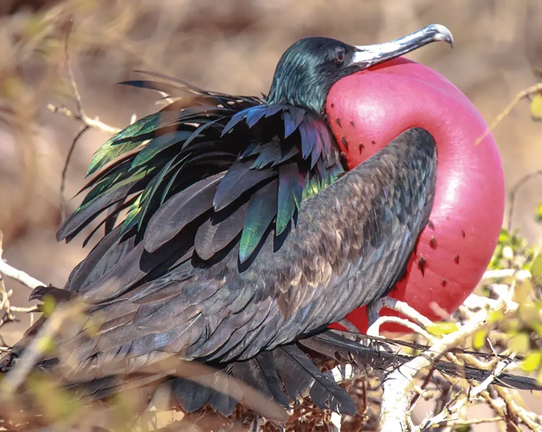 CMC | Free Full-Text | Magnificent Frigatebird Optimization: A New Bio-Inspired Metaheuristic ...