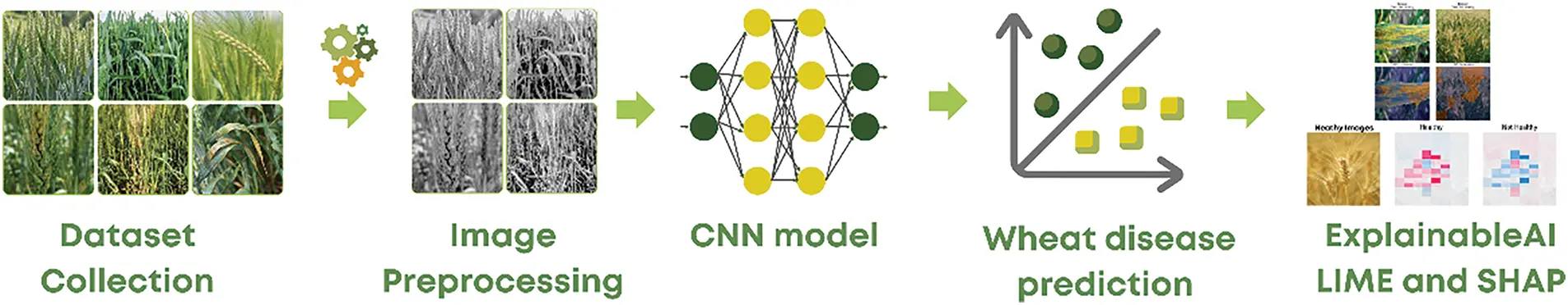 CMC | Free Full-Text | Enhanced Wheat Disease Detection Using Deep Learning and Explainable AI ...