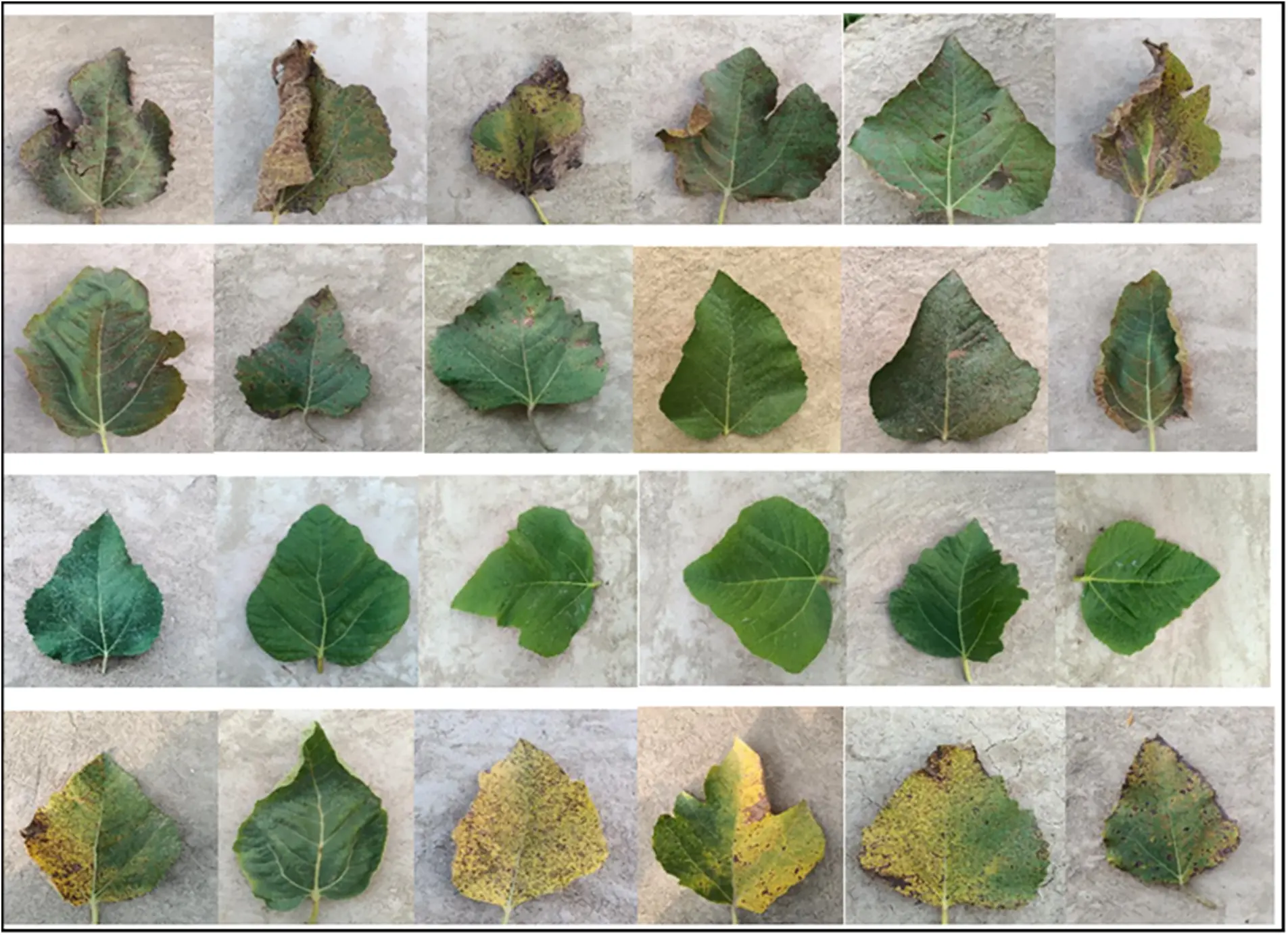 CMC | Free Full-Text | Detection and Classification of Fig Plant Leaf Diseases Using Convolution ...