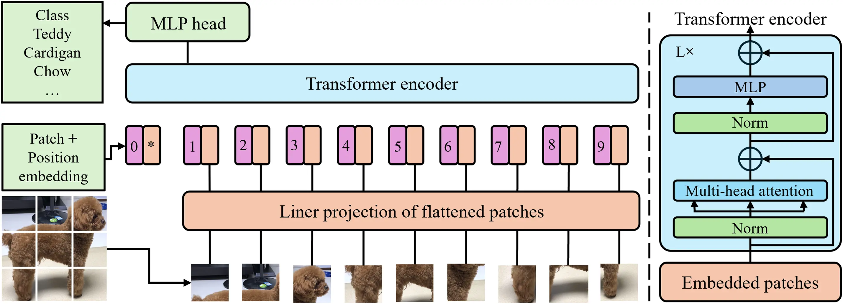 CMC | Free Full-Text | Head-Body Guided Deep Learning Framework for Dog ...