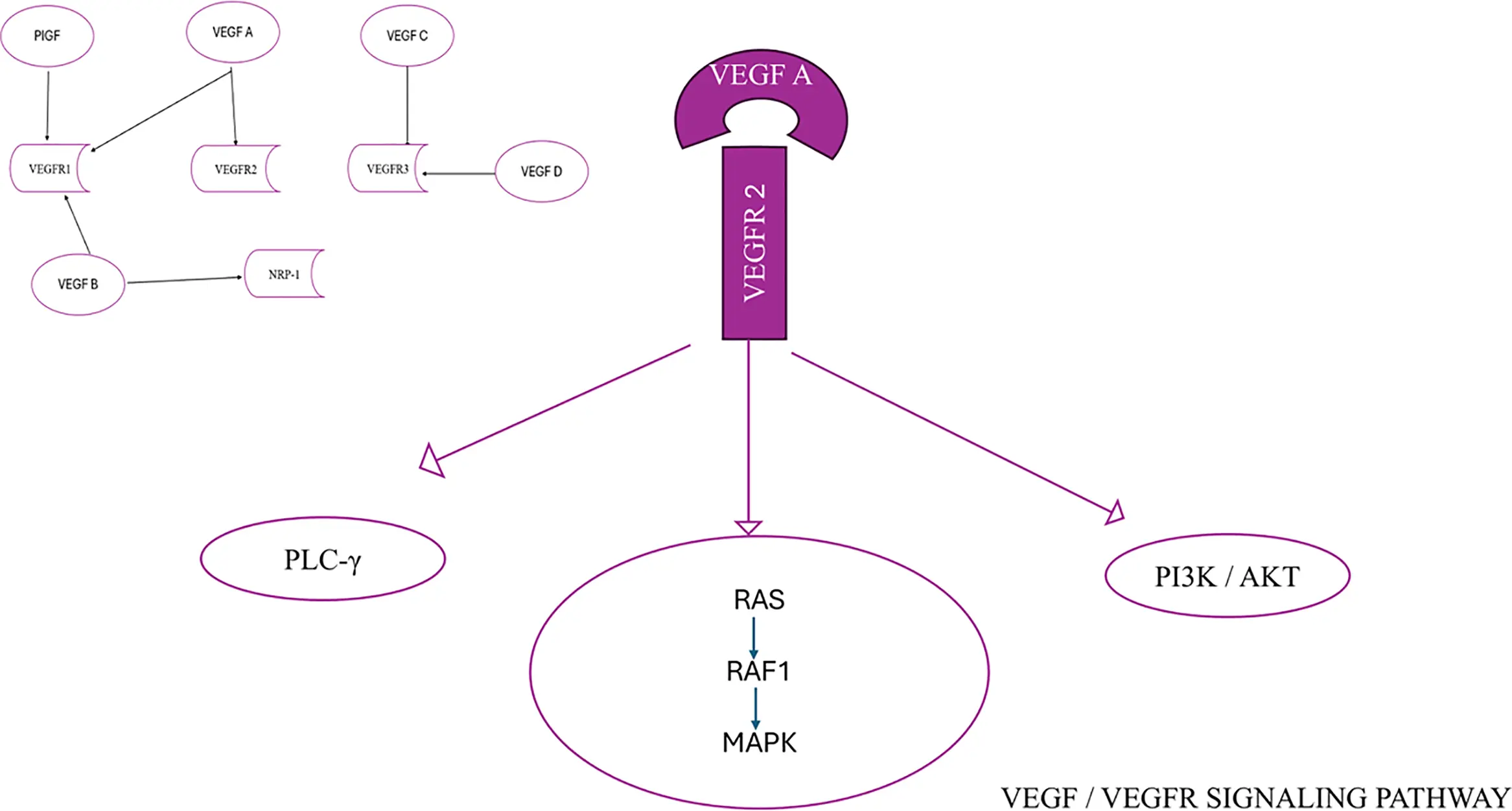 OR | Free Full-Text | Predictive Value of Serum VEGF Levels in Non ...