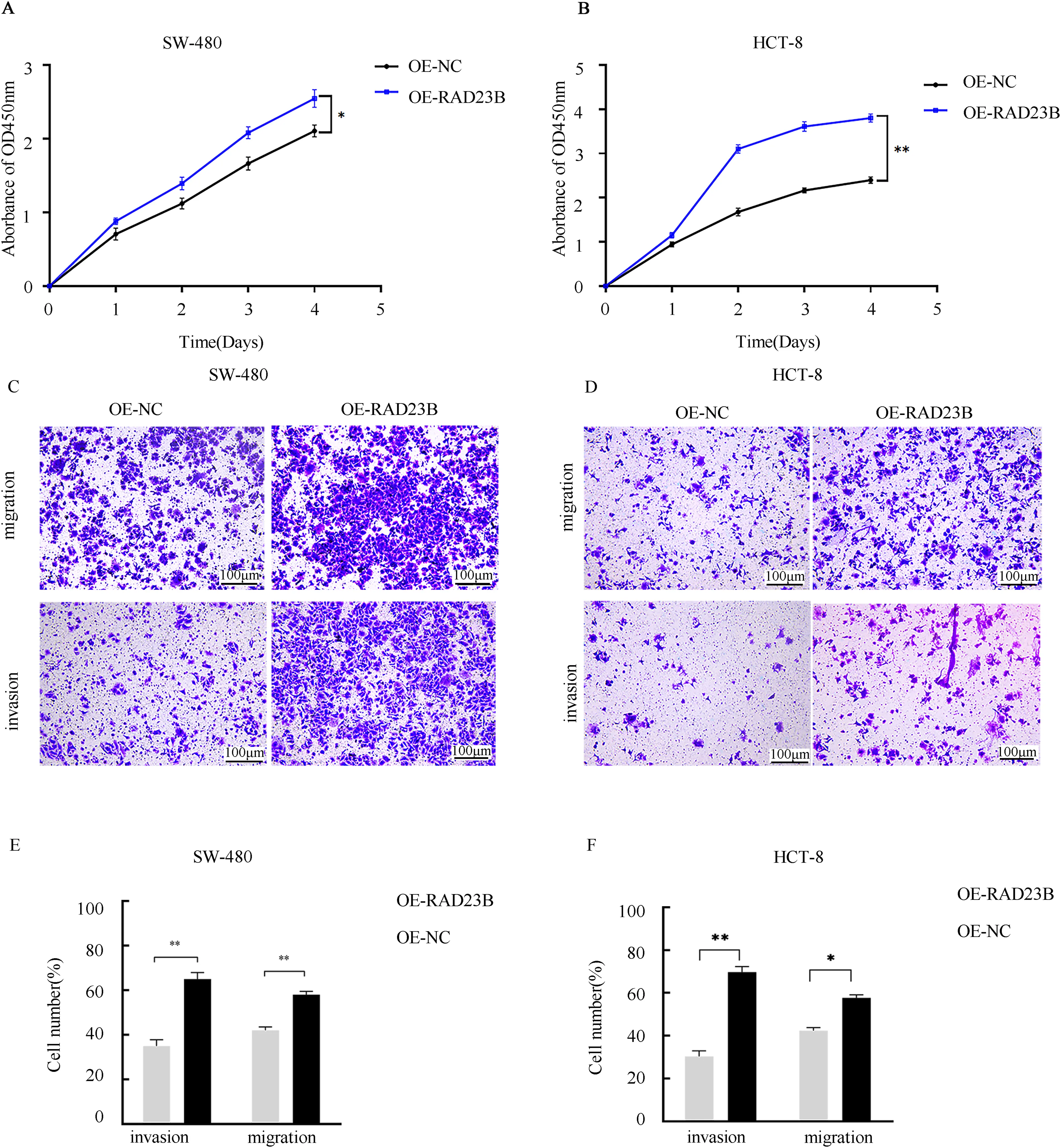 OR | Free Full-Text | RAD23B Promotes Colorectal Cancer Metastasis via ...