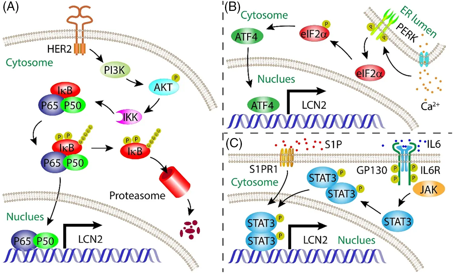 OR | Free Full-Text | Oncogenic and tumor-suppressive roles of ...