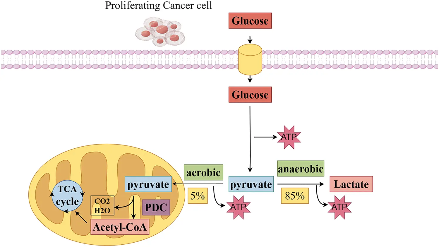 OR | Free Full-Text | Mitochondrial pyruvate dehydrogenase phosphatase ...