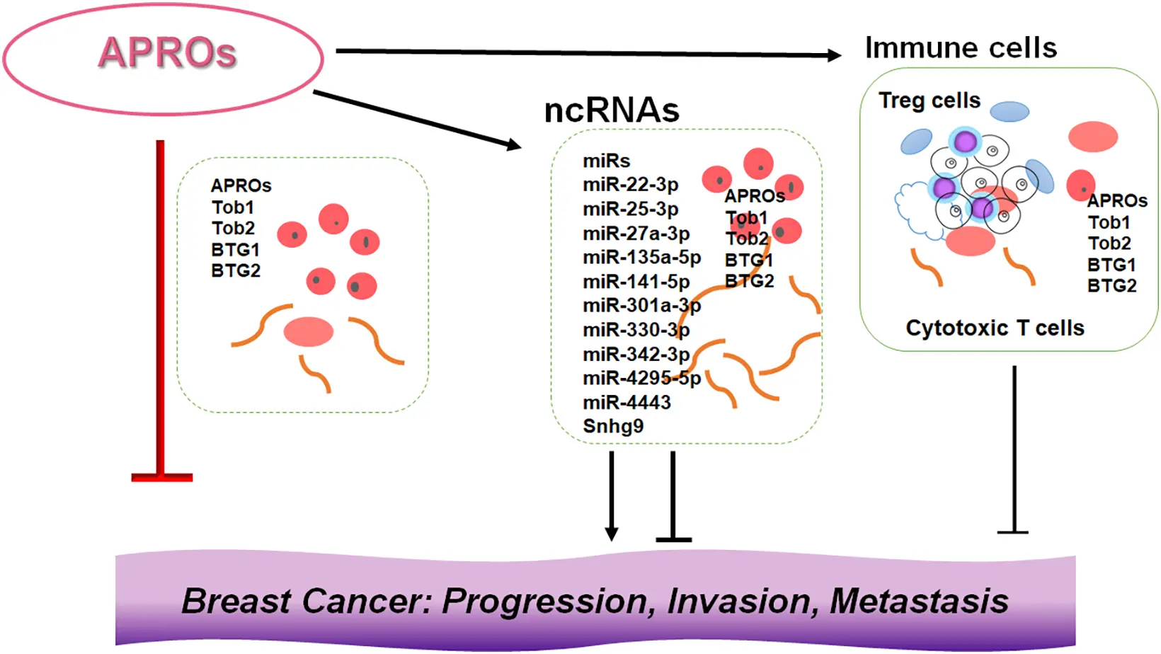 OR | Free Full-Text | Association among Noncoding-RNAs, APRO Family ...