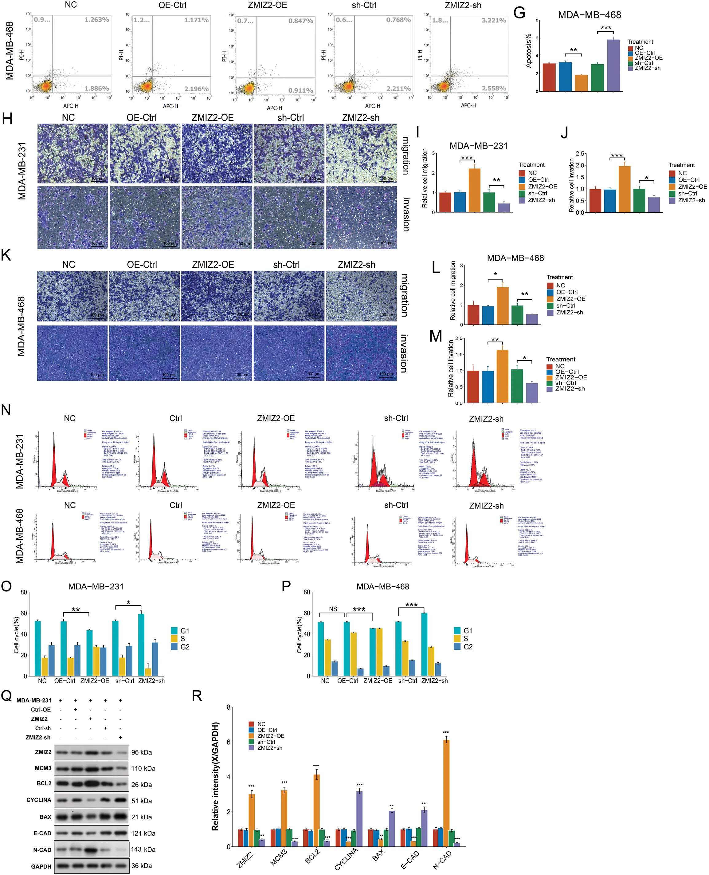 OR | Free Full-Text | ZMIZ2/MCM3 Axis Participates in Triple-Negative ...