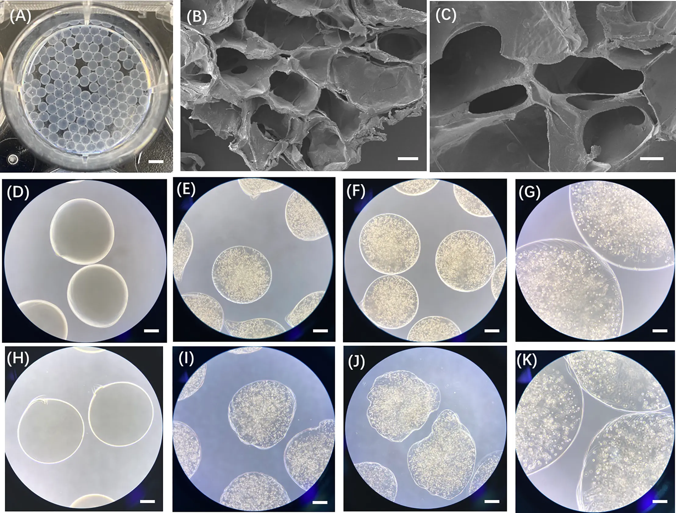 OR | Free Full-Text | Development of Patient-Derived Conditionally ...