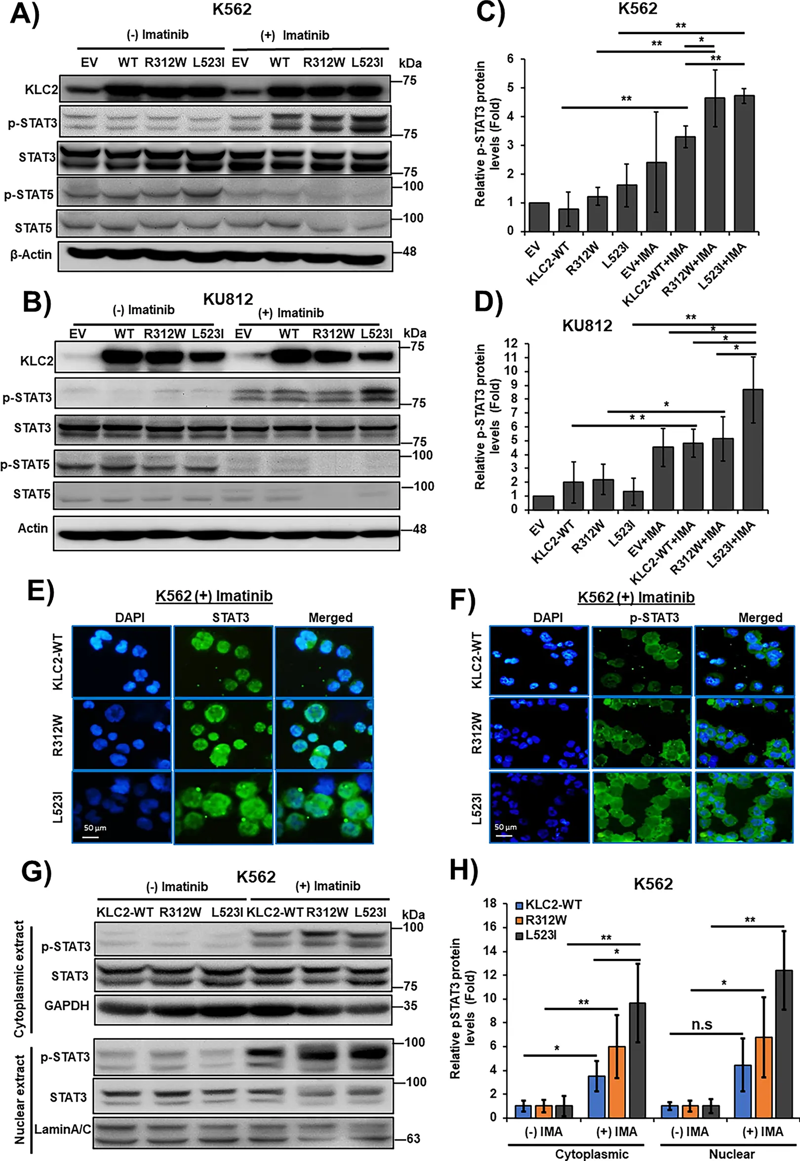 OR | Free Full-Text | Biological Features of KLC2 Mutations in Chronic ...