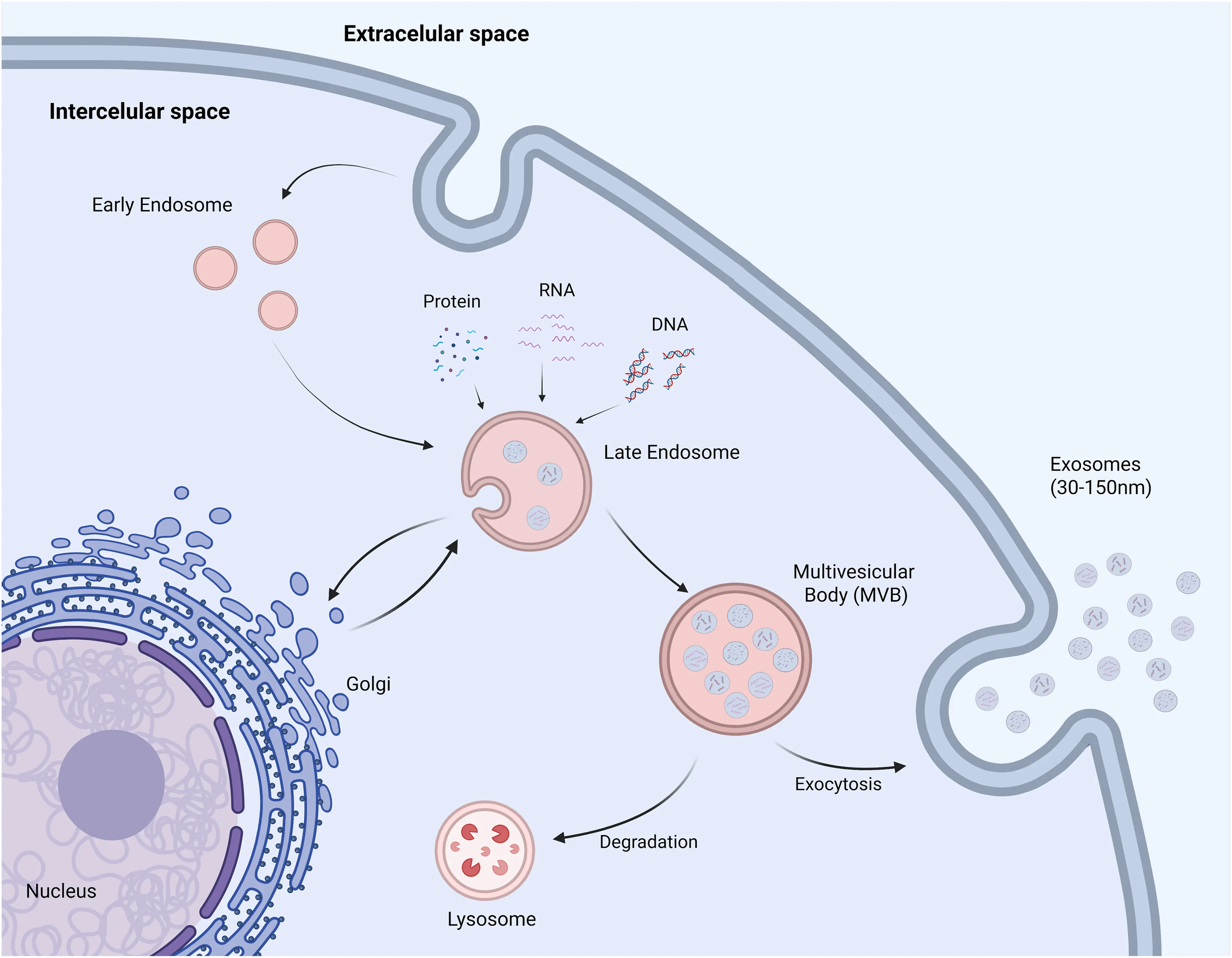 OR | Free Full-Text | The Role of Exosomes as a Key Factor of ...