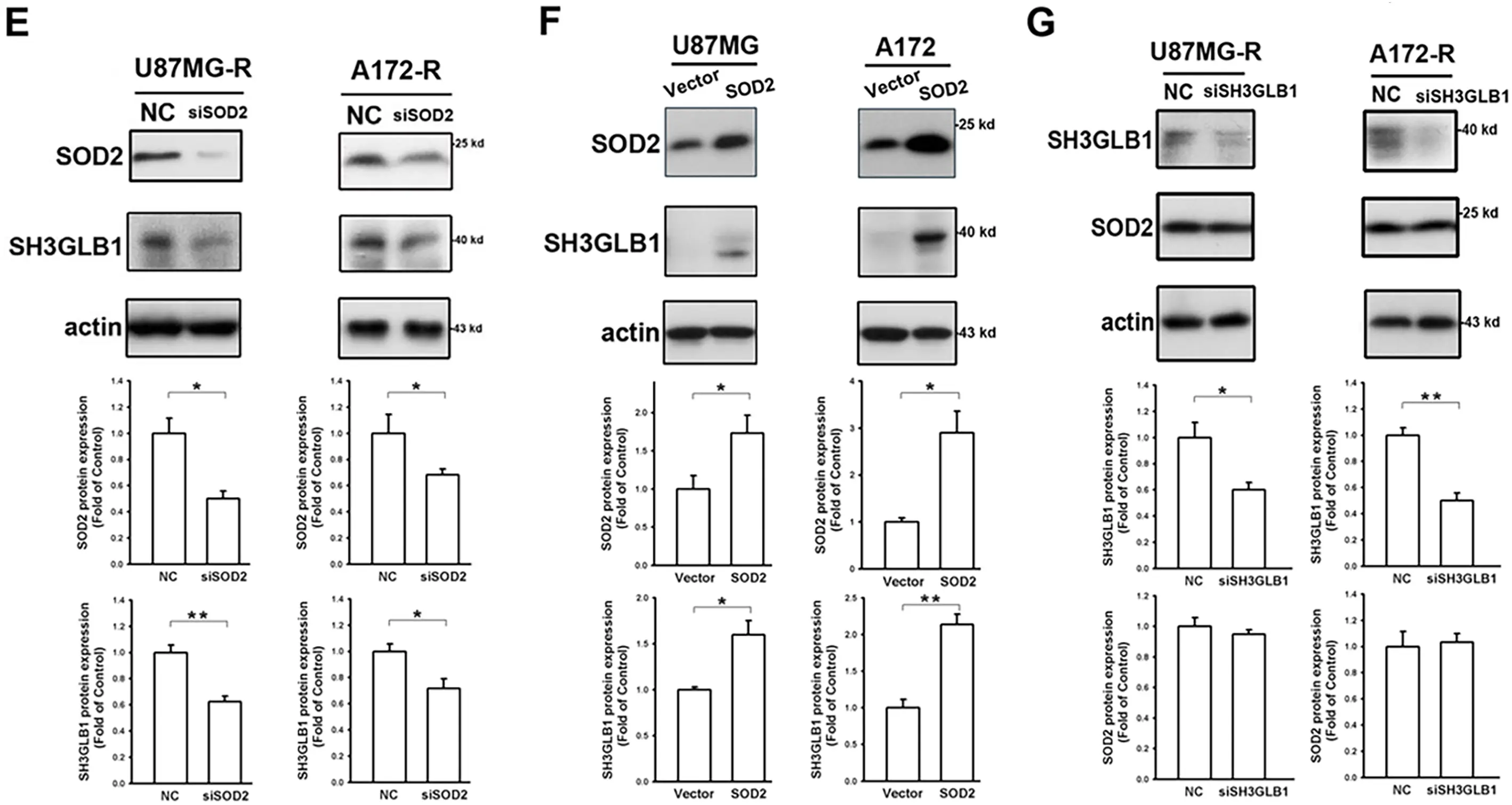 OR | Free Full-Text | Revealing the Roles of the SH3GLB1-Hydrogen ...