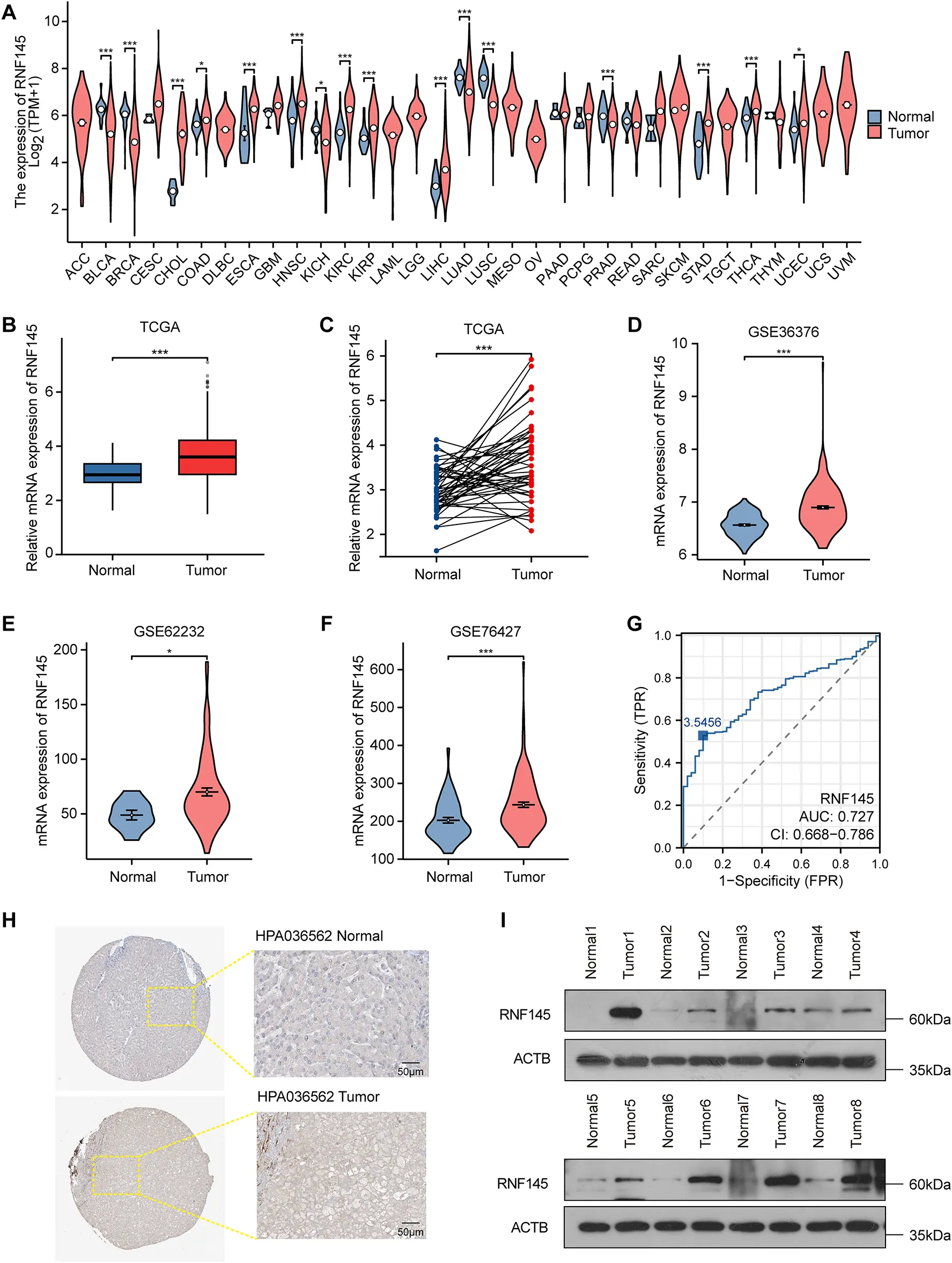 OR | Free Full-Text | RNF145 Promotes Hepatocellular Carcinoma ...