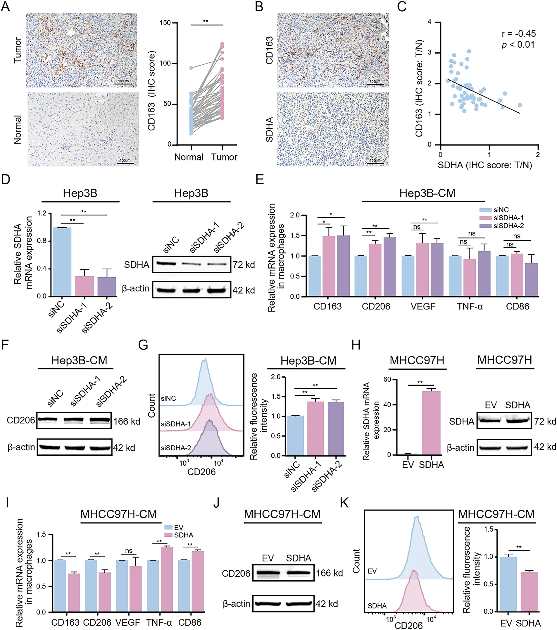 OR | Free Full-Text | SDHA Deficiency in Hepatocellular Carcinoma ...