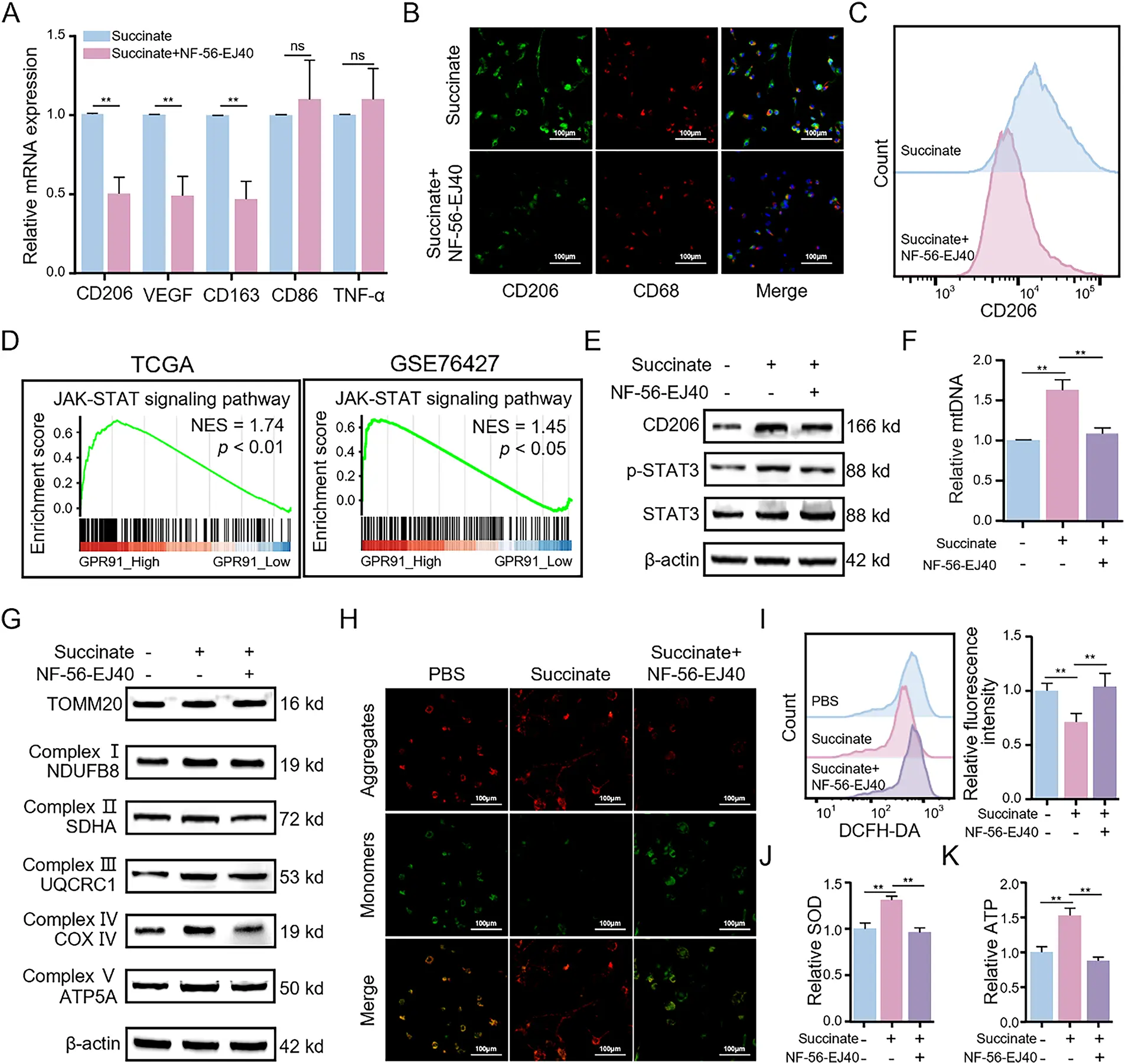 OR | Free Full-Text | SDHA Deficiency in Hepatocellular Carcinoma ...