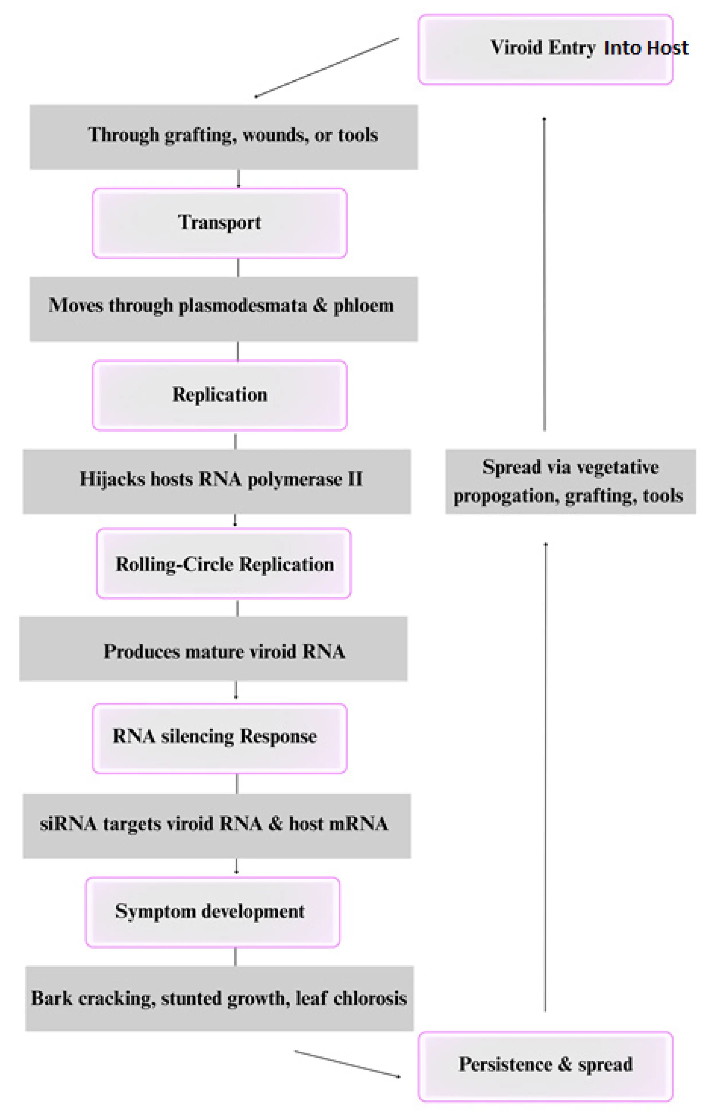 PHYTON | Free Full-Text | Citrus Viroids: A New Frontier in Virus and ...