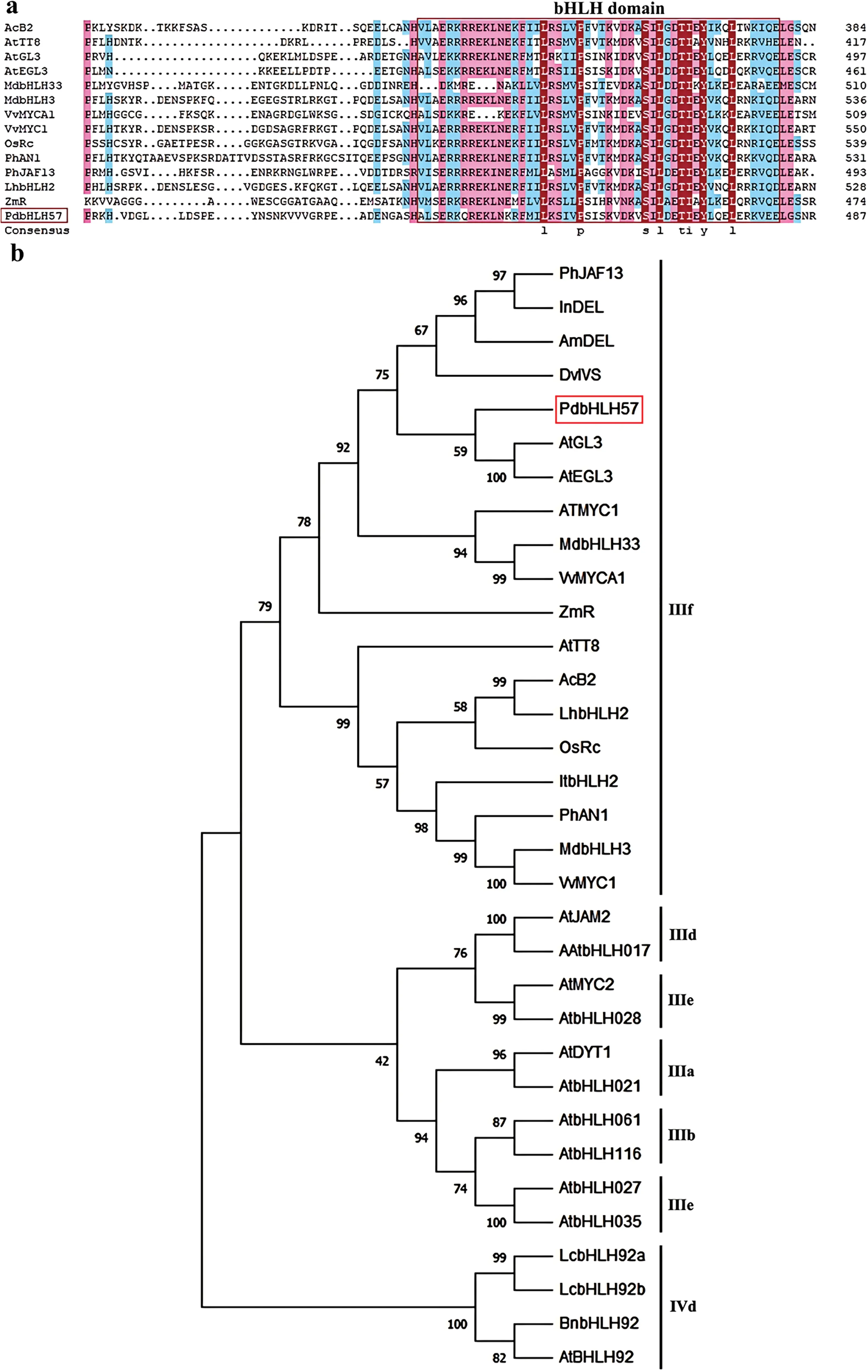 PHYTON | Free Full-Text | Molecular Cloning, Subcellular Localization ...