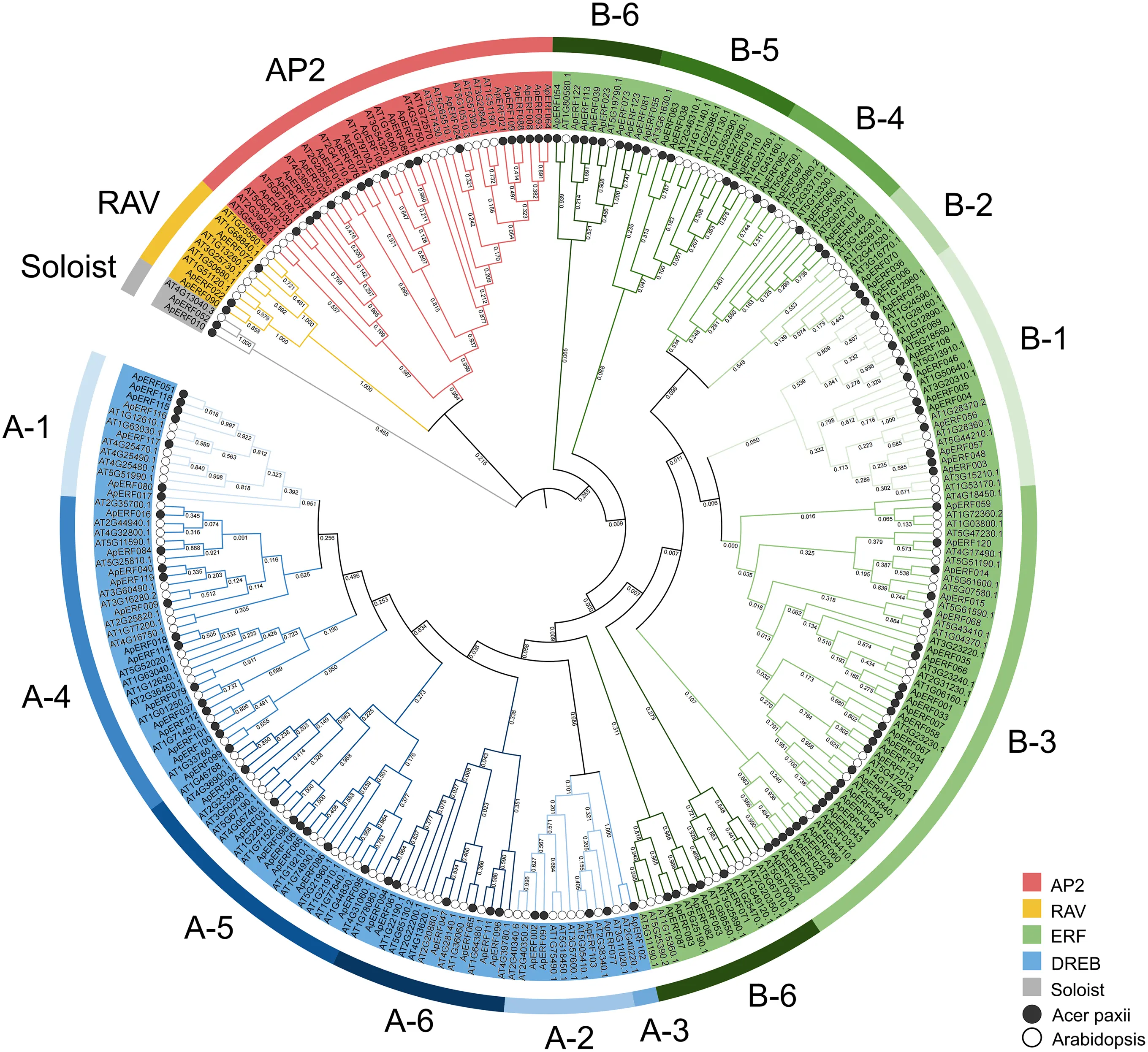 PHYTON | Free Full-Text | Genome-Wide Identification of the APETALA2 ...
