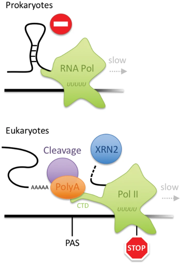 rna processing in prokaryotes