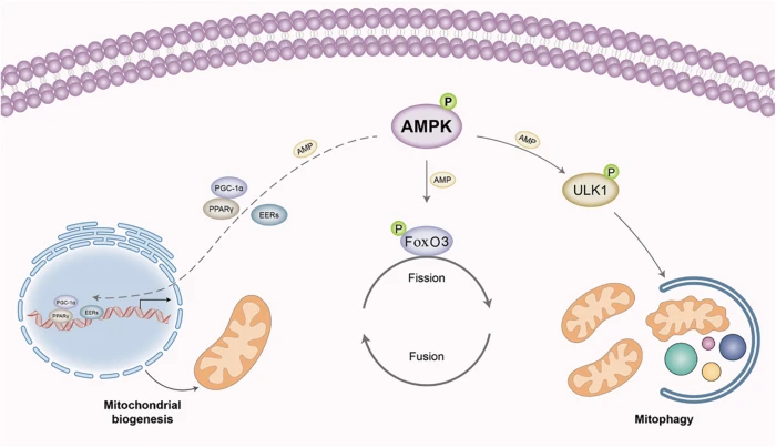 protein phosphorylation function