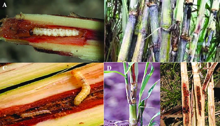 sugarcane stem borer