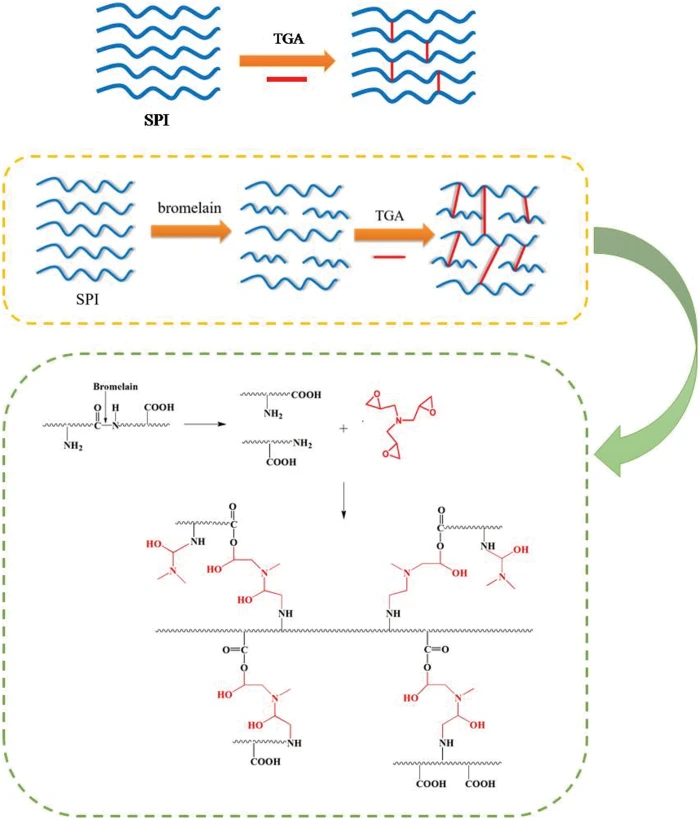 soybean protein structure