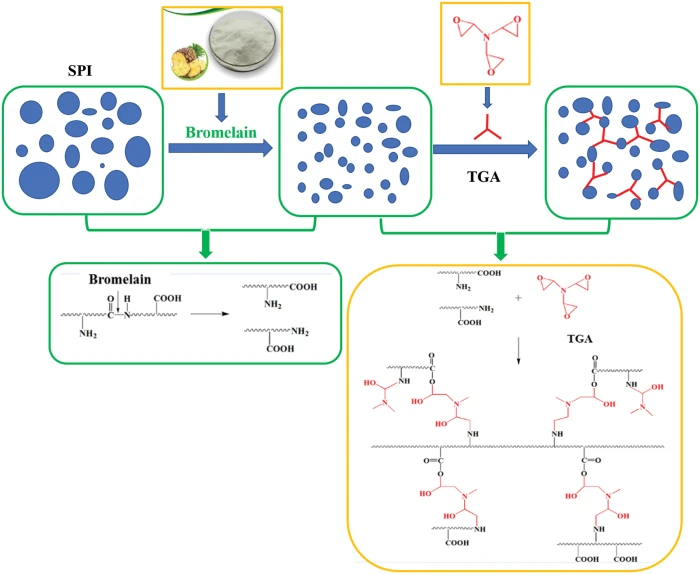 soybean protein structure