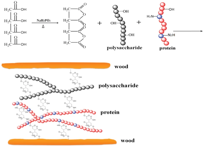 soybean structure