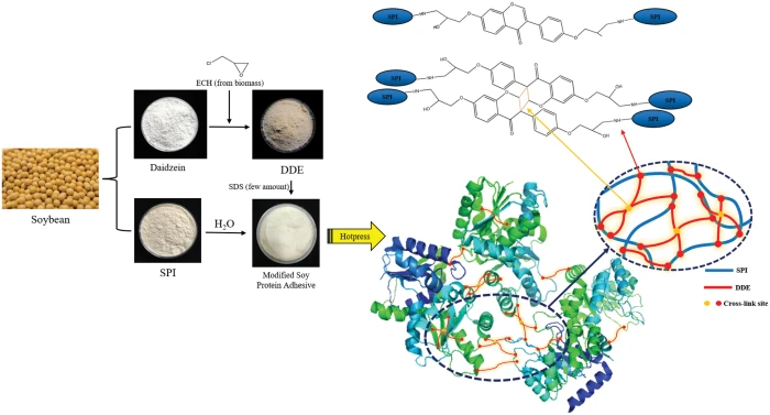 soybean protein structure
