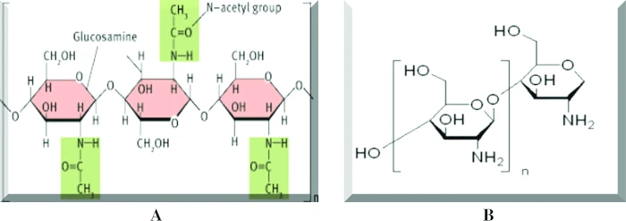 chitosan structure