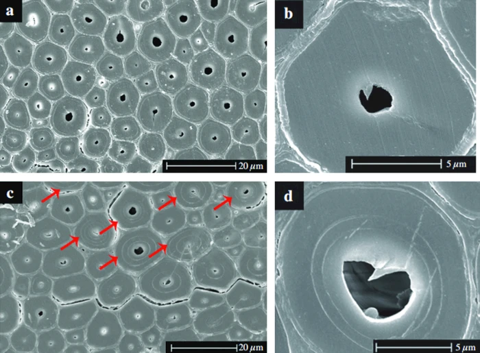 bamboo fiber microscope