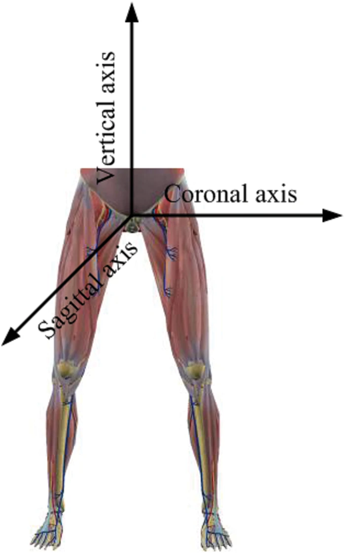 vertical axis anatomy