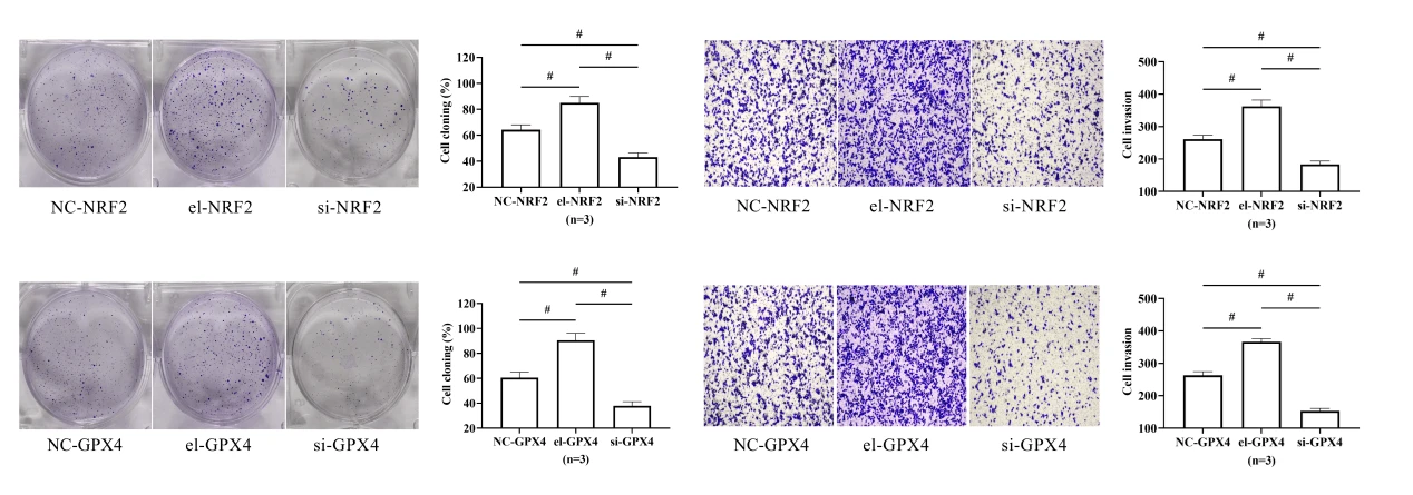 BIOCELL | An Open Access Journal from Tech Science Press