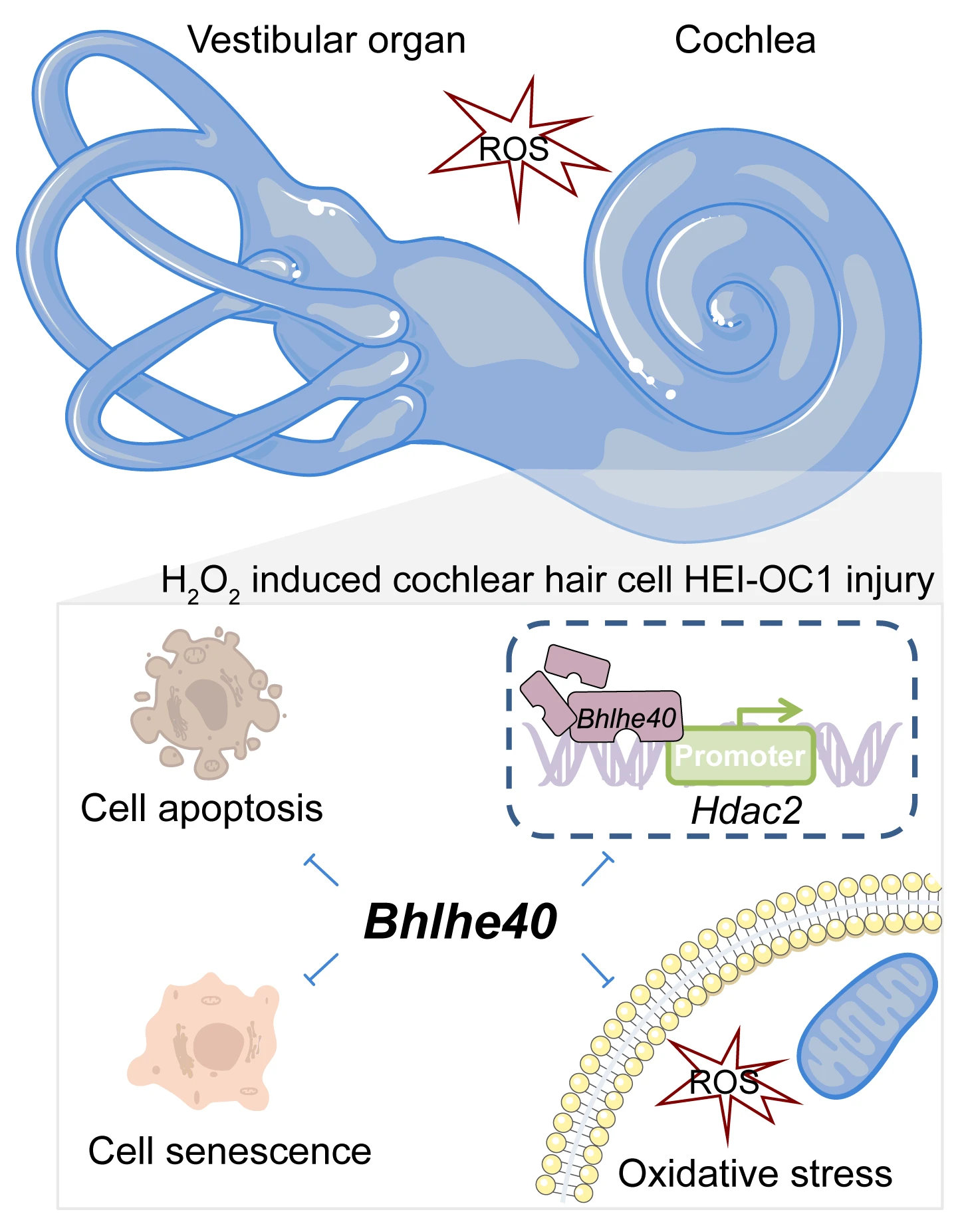BIOCELL | An Open Access Journal from Tech Science Press