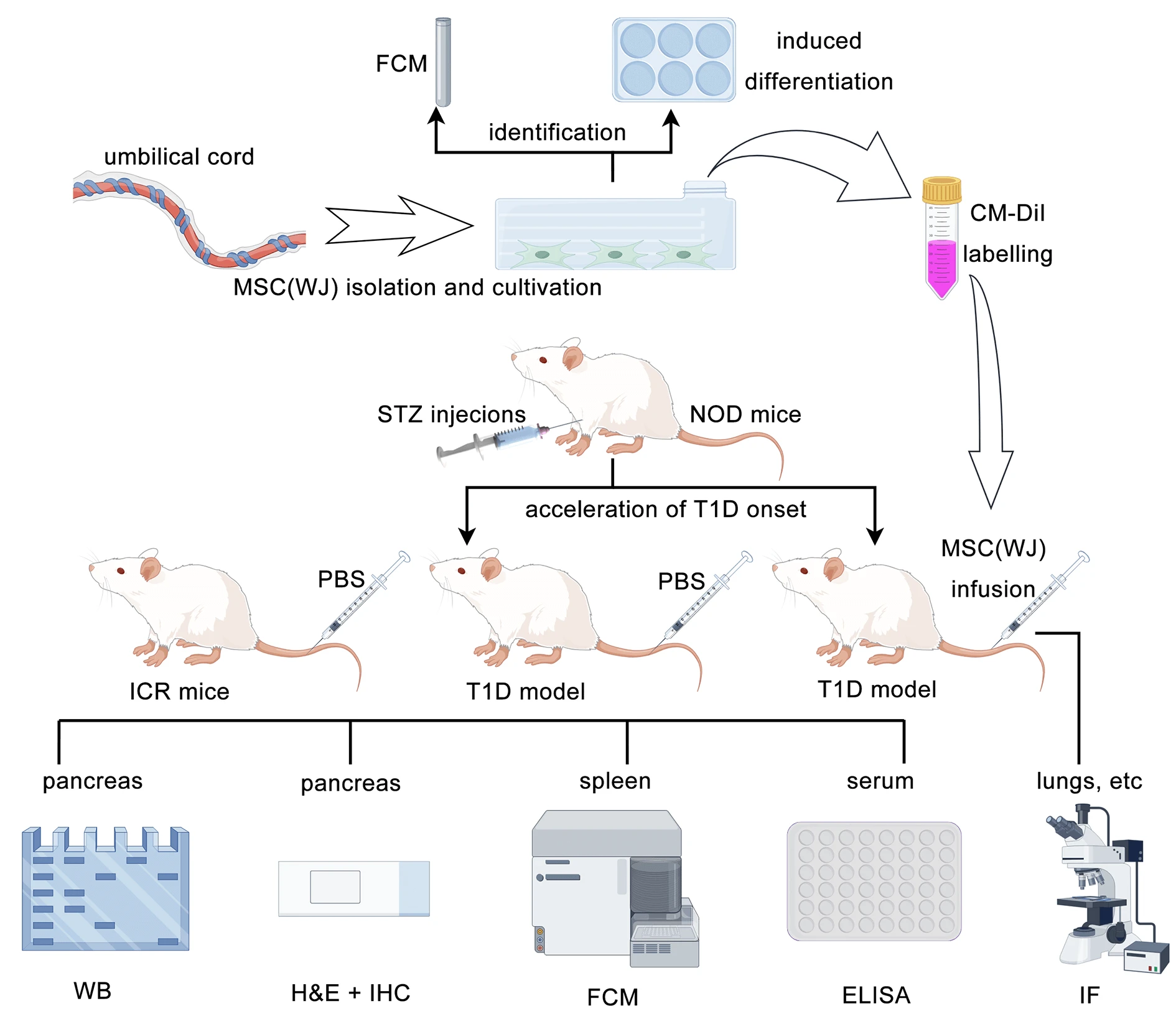 BIOCELL | An Open Access Journal from Tech Science Press